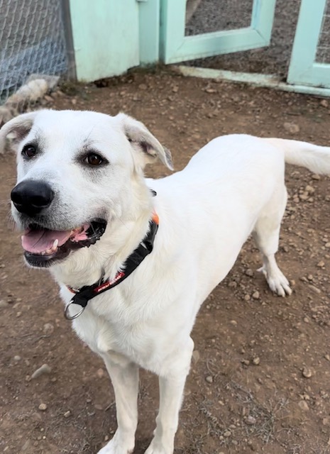 Meet the dogs of BTAA | Short Stories by Sandpoint High School’s ...